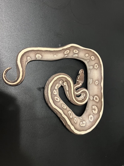 Super Mystic Vanilla Ball Python by Cosmic Ball Pythons