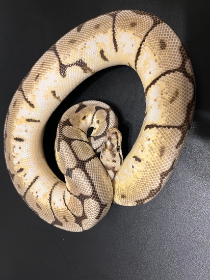 Bumblebee Het Clown Ball Python by Cosmic Ball Pythons