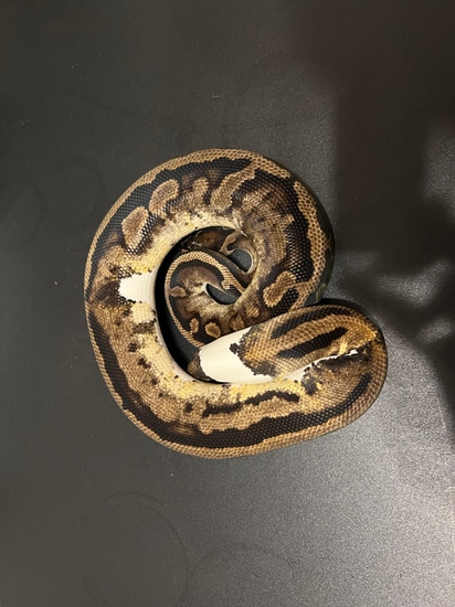Pied 2 Ball Python by Cosmic Ball Pythons