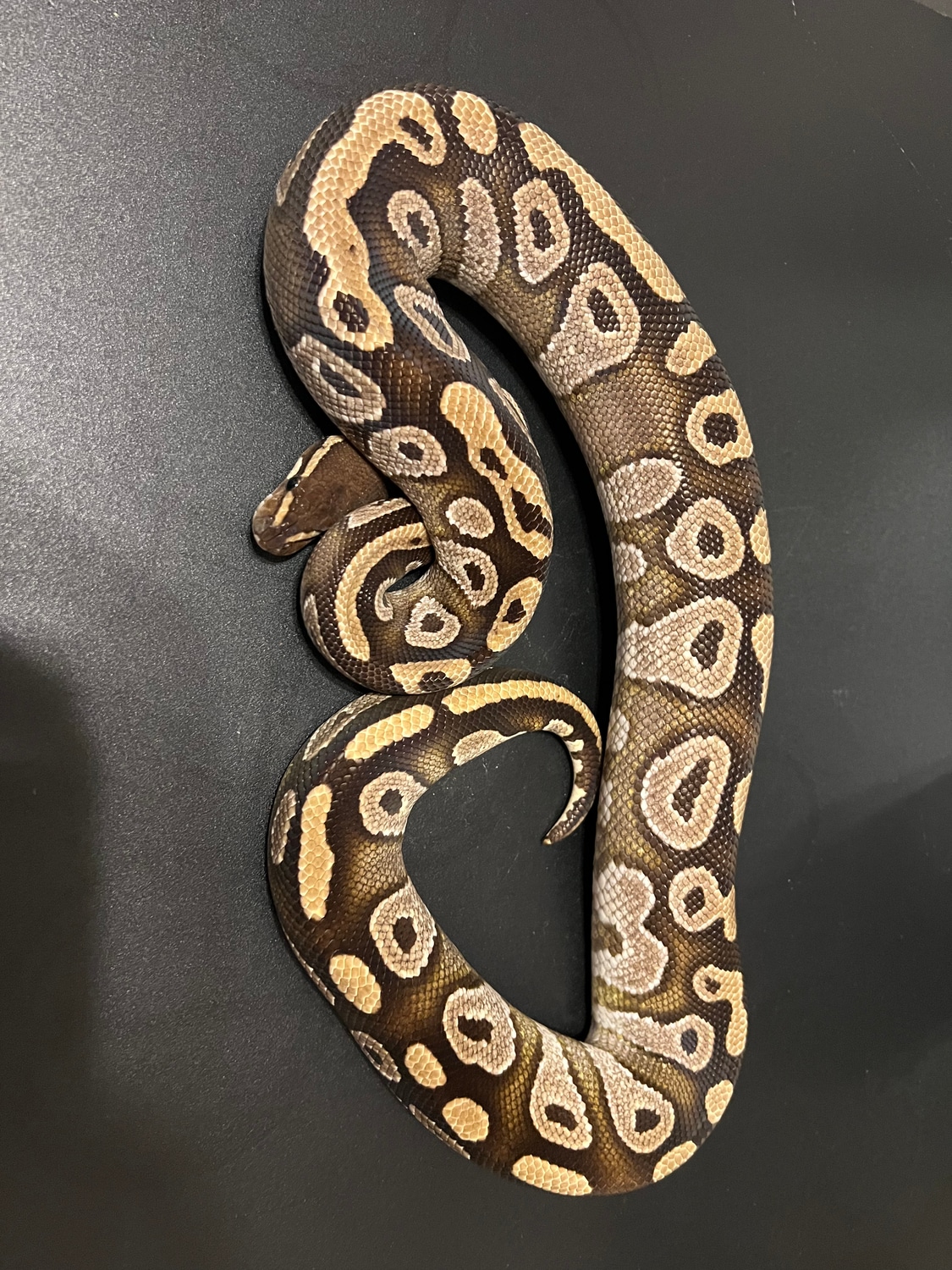 Mojave 5 Ball Python by Cosmic Ball Pythons - MorphMarket
