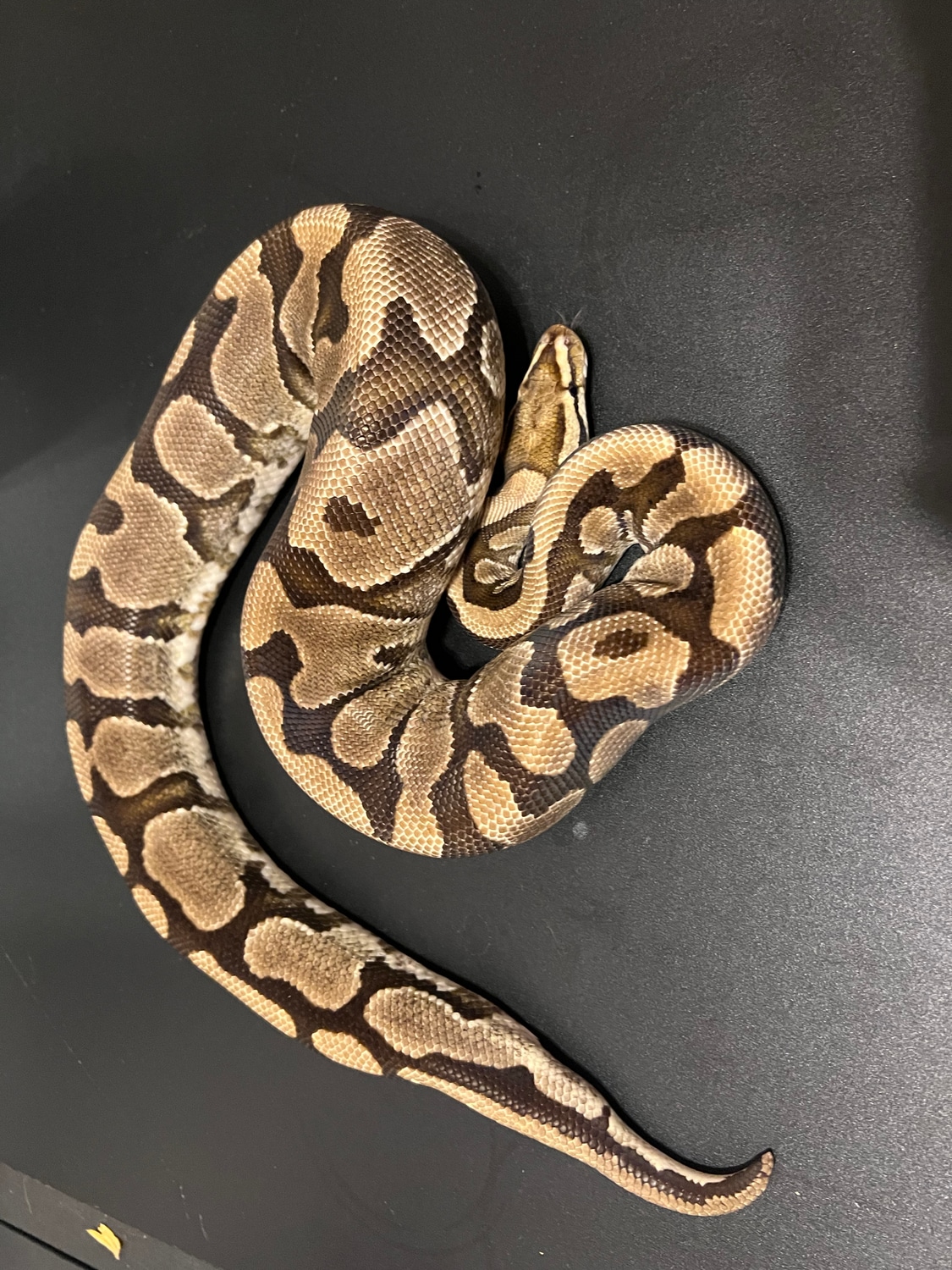 Blade Spark Het Clown Ball Python by Cosmic Ball Pythons - MorphMarket