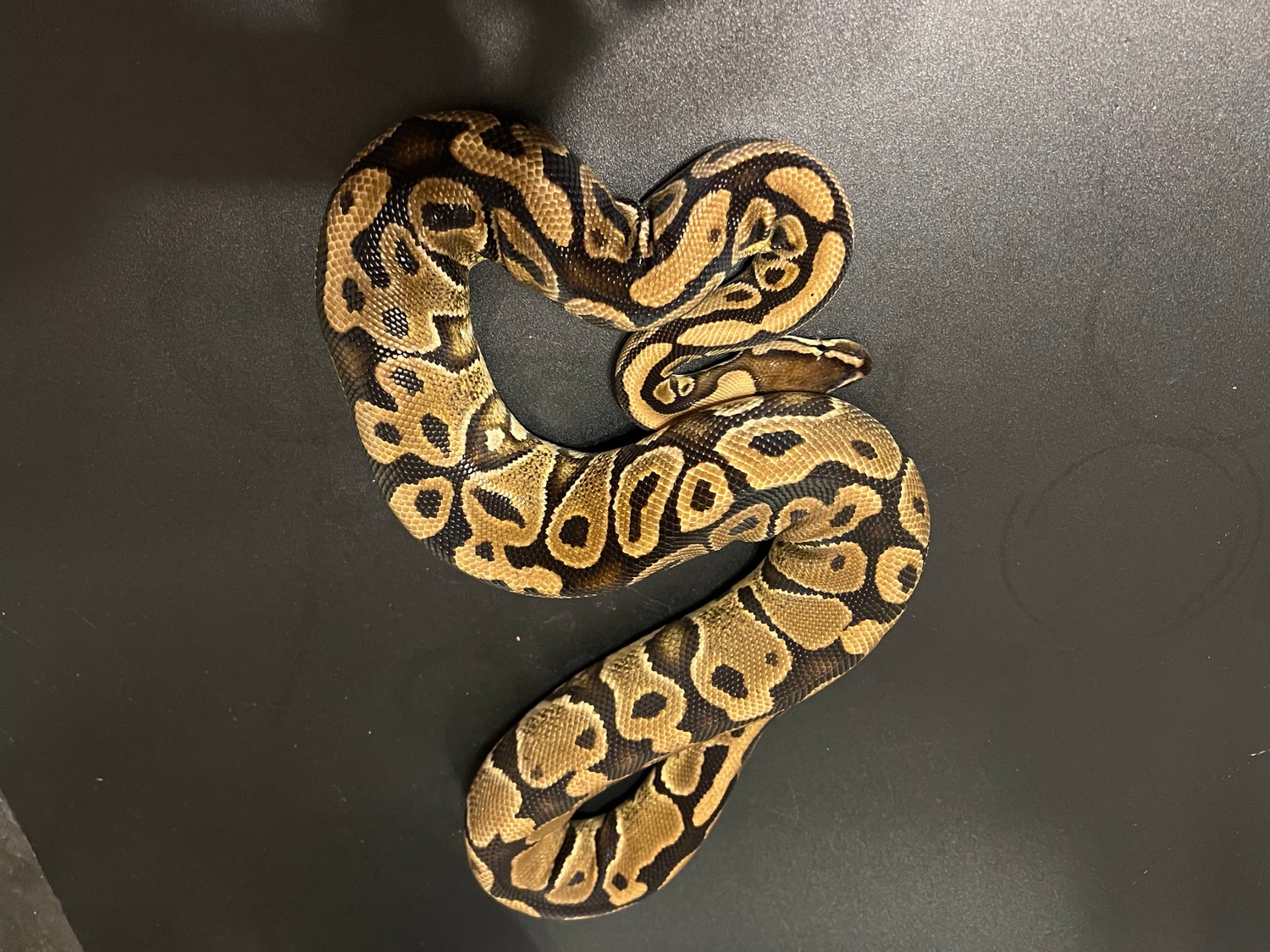 Yellow Belly Het Clown Ball Python by Cosmic Ball Pythons - MorphMarket