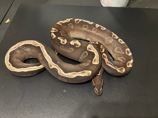 Ghi Mojave Ball Python by Cosmic Ball Pythons