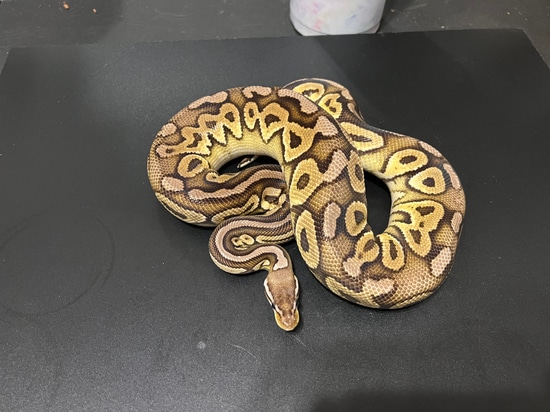 Pewter Possible Fire Het Clown Ball Python by Cosmic Ball Pythons