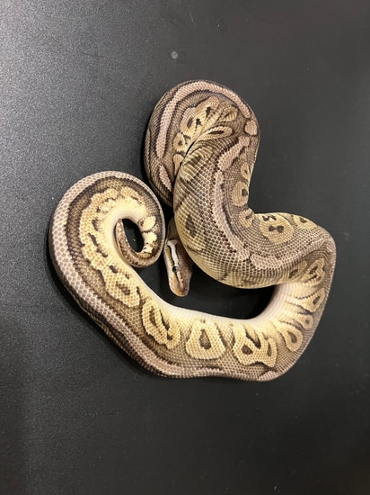 Black Pewter OD Het Clown Ball Python by Cosmic Ball Pythons