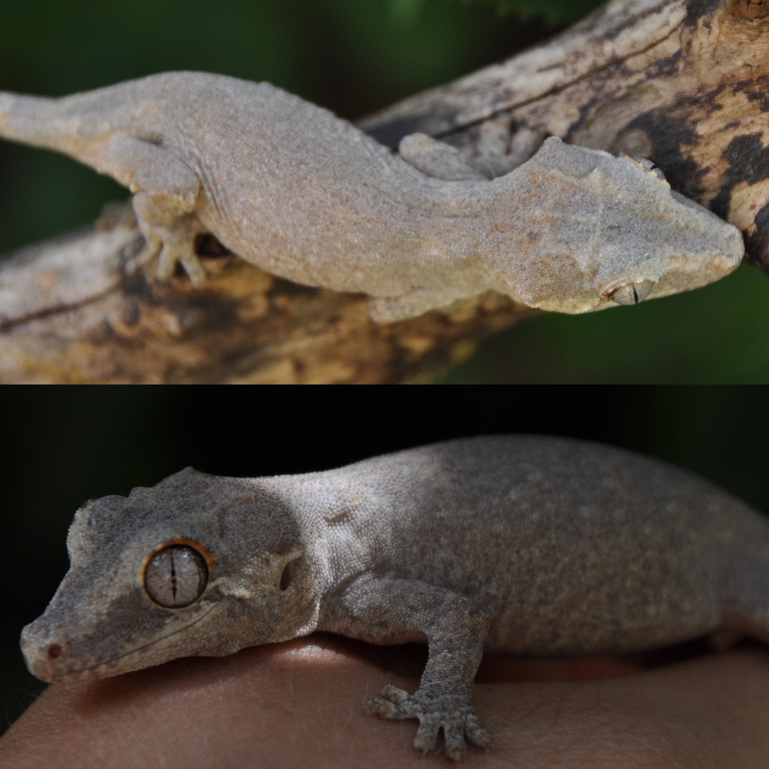 Normal Gargoyle Gecko by Cosmic Exotics - MorphMarket