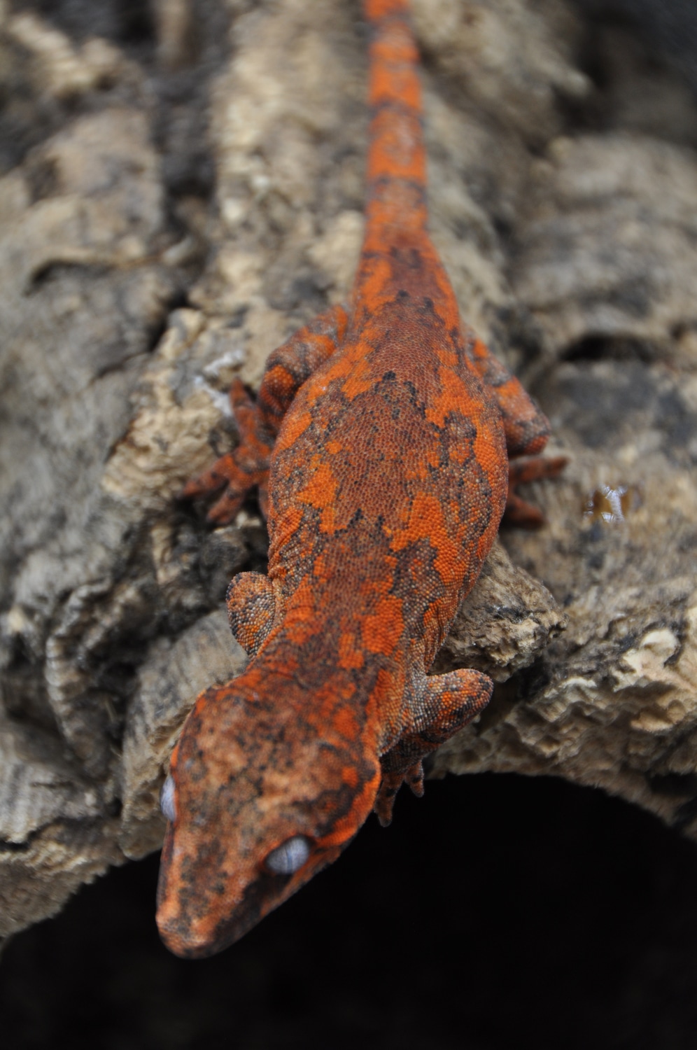 Neon Orange Blotch Gargoyle Gecko by Cosmic Exotics - MorphMarket