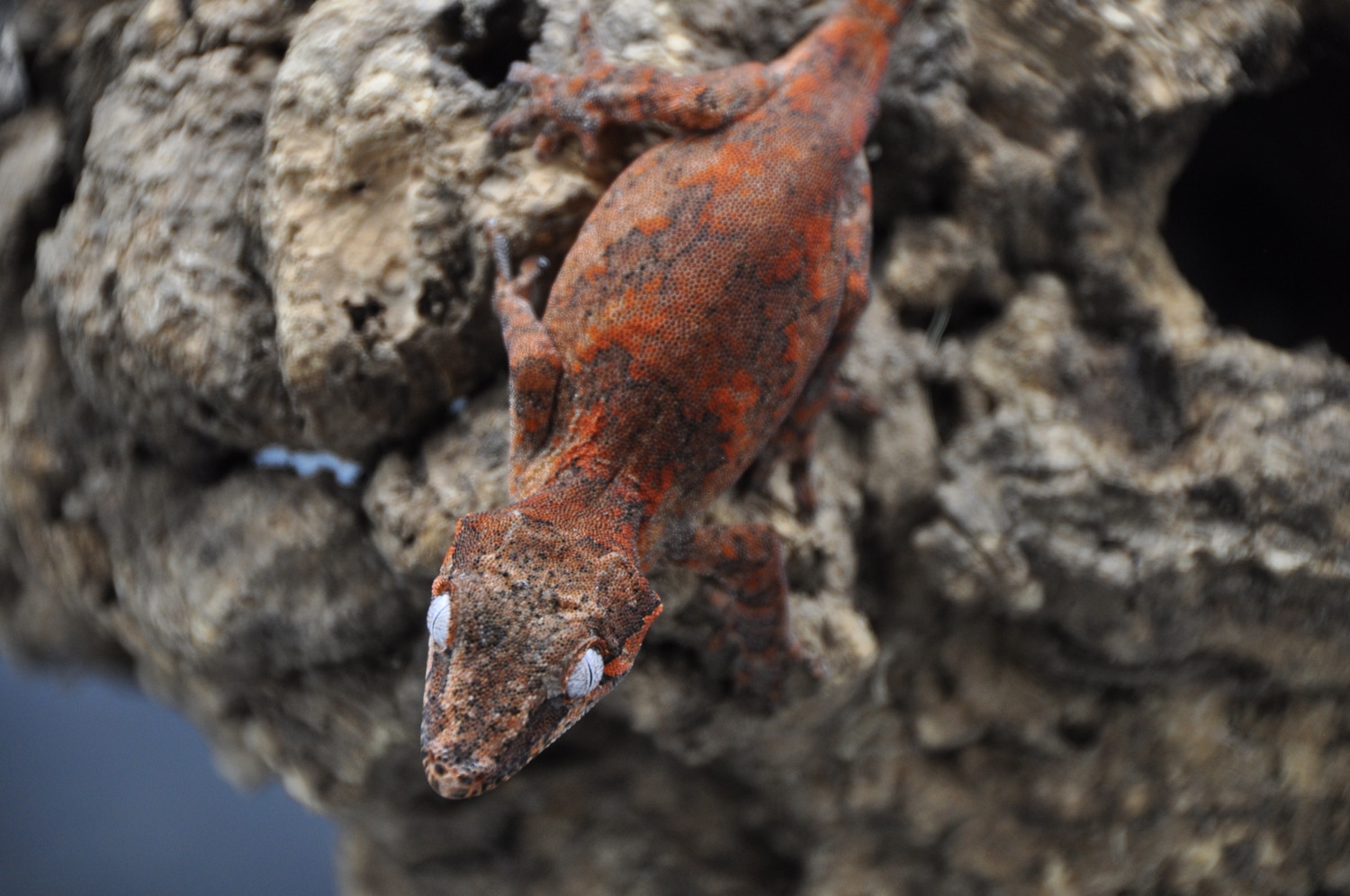Orange Blotch Gargoyle Gecko by Cosmic Exotics - MorphMarket