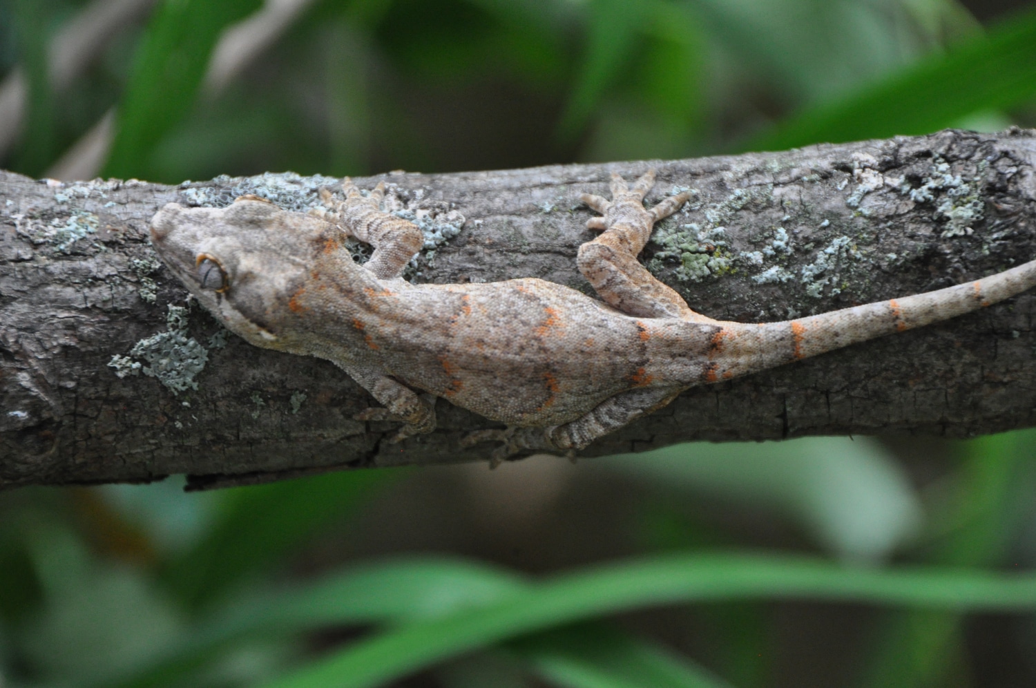 Orange Blotch Gargoyle Gecko by Cosmic Exotics - MorphMarket