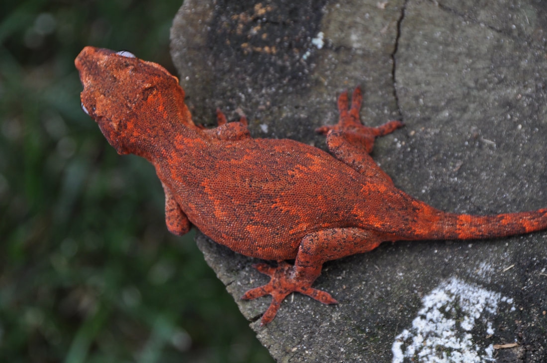 Orange Base Orange Blotch Gargoyle Gecko by Cosmic Exotics - MorphMarket
