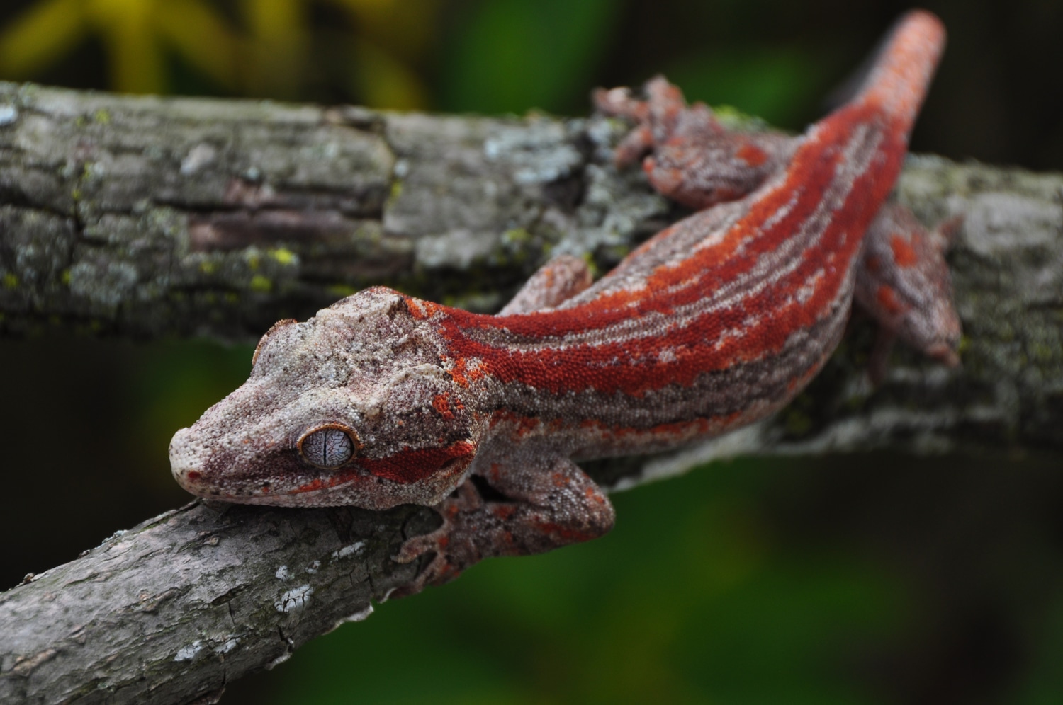 Red Stripe Gargoyle Gecko by Cosmic Exotics - MorphMarket