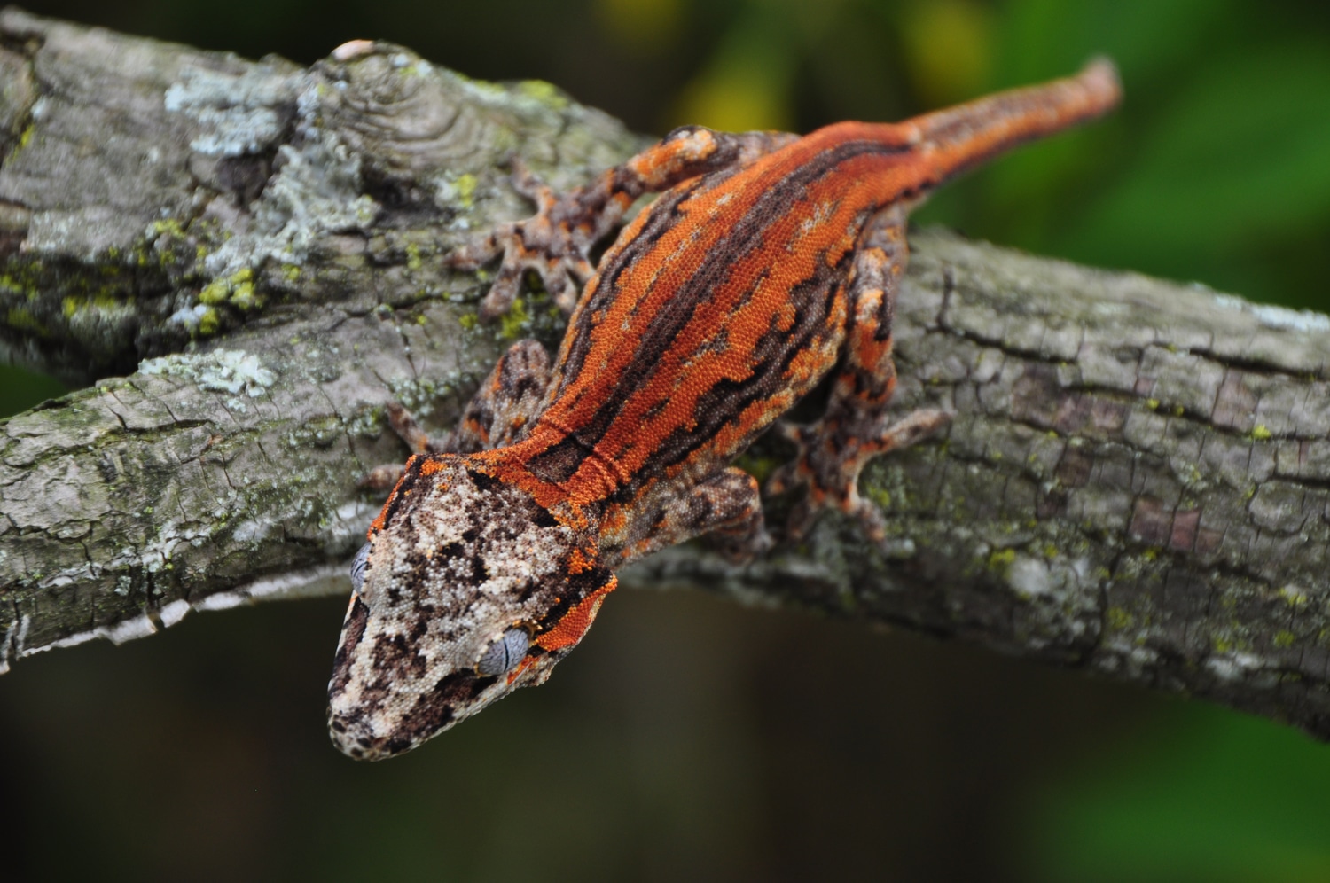 Orange Stripe Gargoyle Gecko by Cosmic Exotics - MorphMarket
