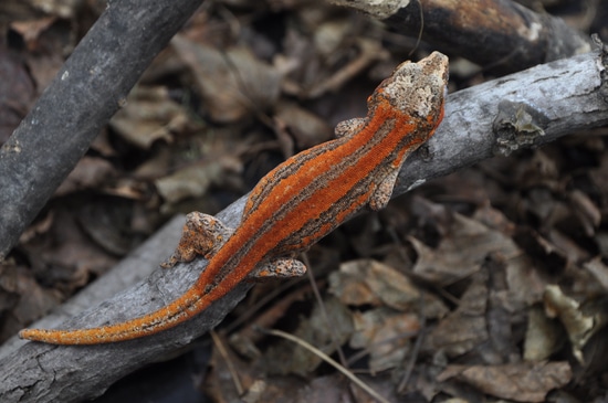 OC X Ziggy Gargoyle Gecko by Cosmic Exotics
