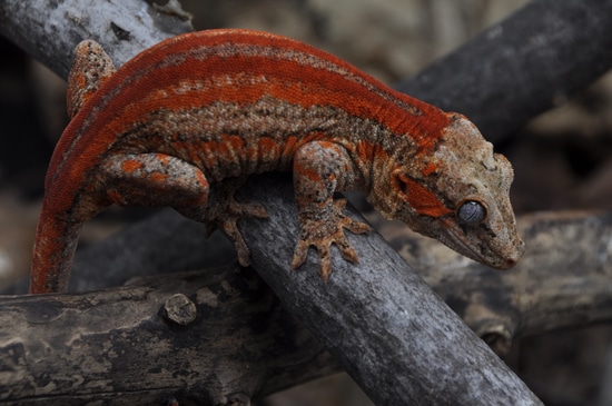 Mango X Twizzler Gargoyle Gecko by Cosmic Exotics