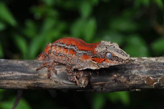Mango X Twizzler Gargoyle Gecko by Cosmic Exotics
