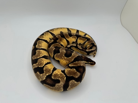 Pastel Enchi Het Clown Ball Python by Cosmic Creations Reptiles