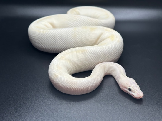 Super Fire Yellow Belly (Pos Ivory) $30 Reserve Ball Python by Cosmic ...