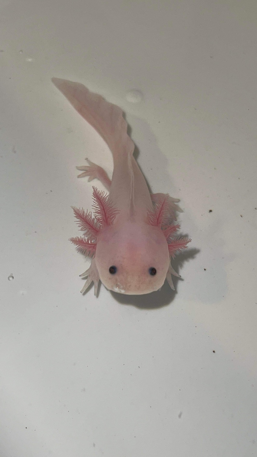 Leucistic 4-5in Axolotl by Cosmic Exotic Aquatics - MorphMarket