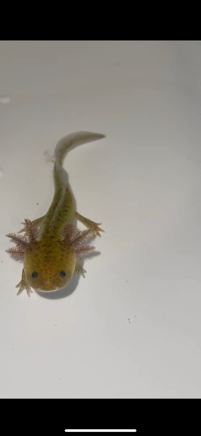 Gfp Wilds 4-5in Axolotl by Cosmic Exotic Aquatics - MorphMarket