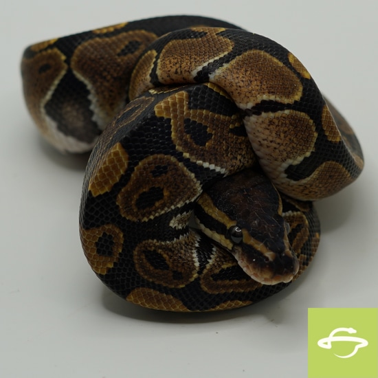 🚀 Normal (Pos Specter) Ball Python by Cosmic Morphs