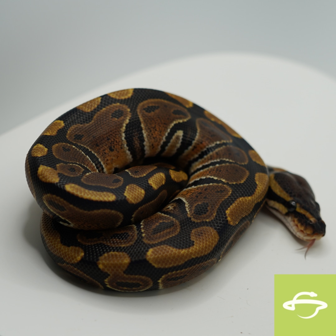 Pos Specter Ball Python by Cosmic Morphs - MorphMarket