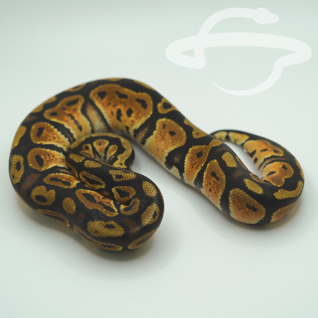 Pastel (Pos Specter) Ball Python by Cosmic Morphs - MorphMarket