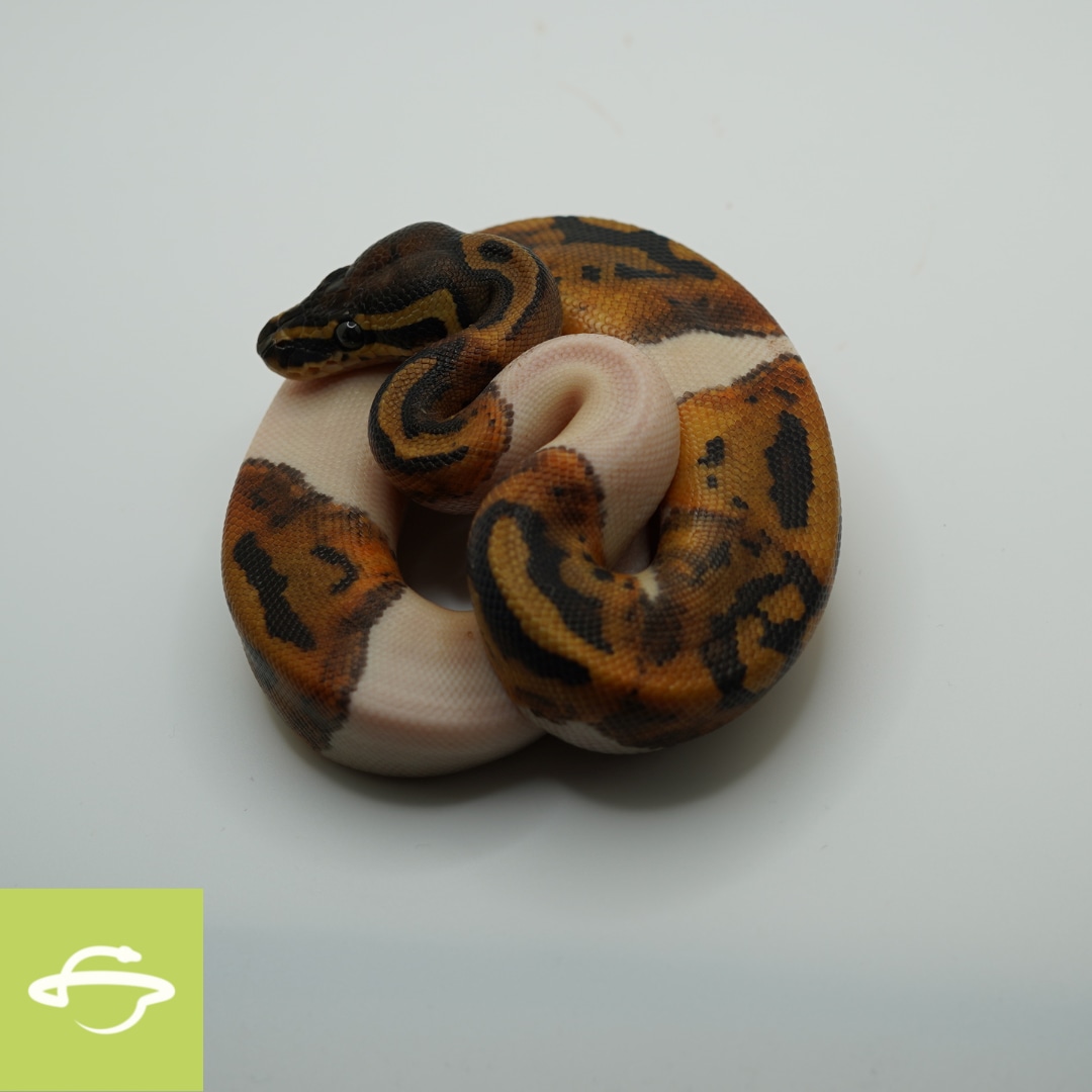 🚀 Piebald 50% Het Clown Ball Python by Cosmic Morphs - MorphMarket