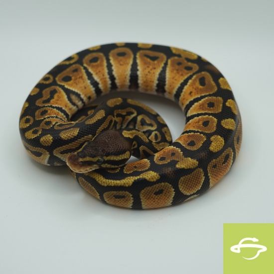 🚀 Pastel (Pos Specter) Ball Python by Cosmic Morphs