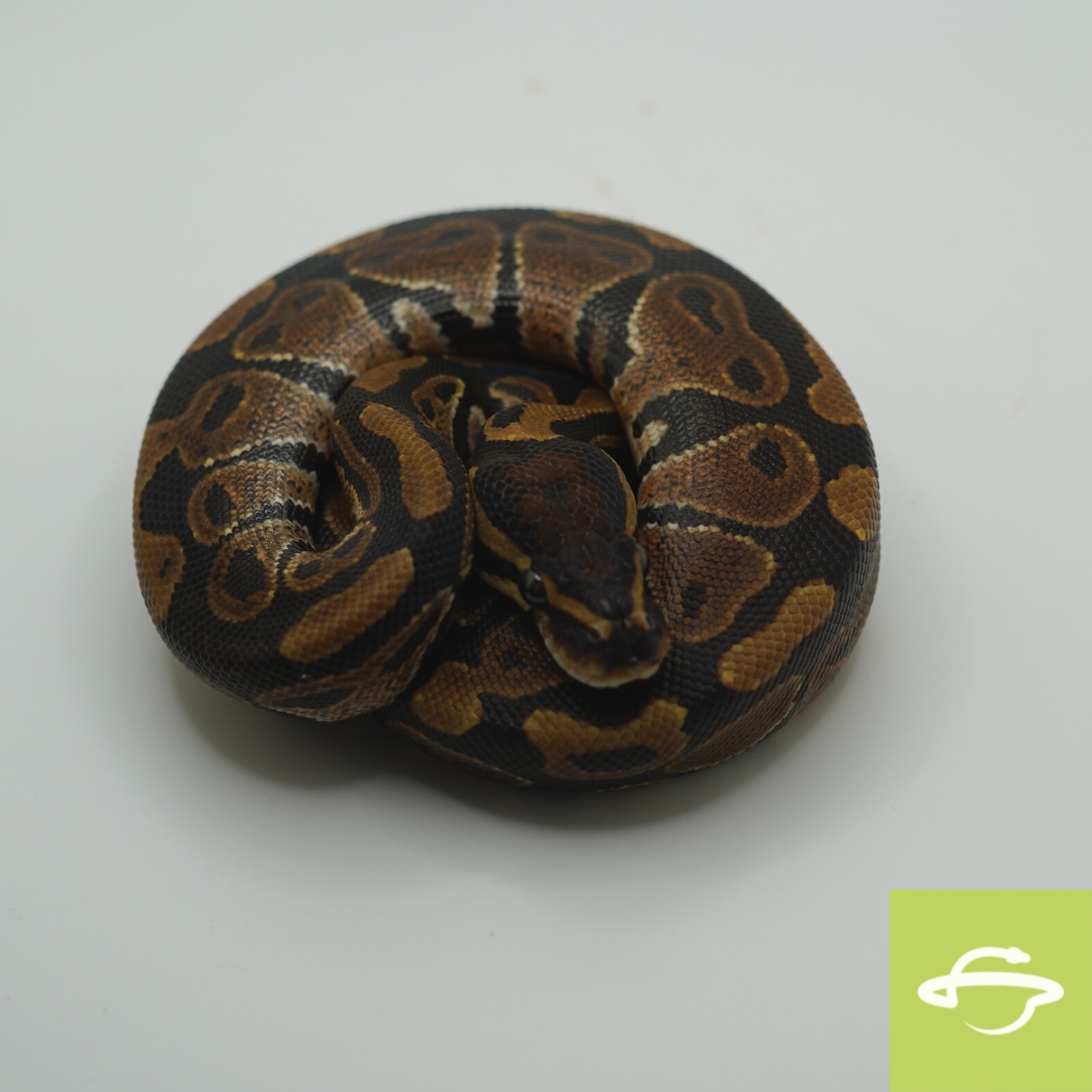 🚀 Normal (Pos Specter) Ball Python by Cosmic Morphs - MorphMarket