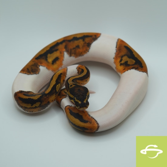 🚀 Piebald 50% Het. Clown Ball Python by Cosmic Morphs