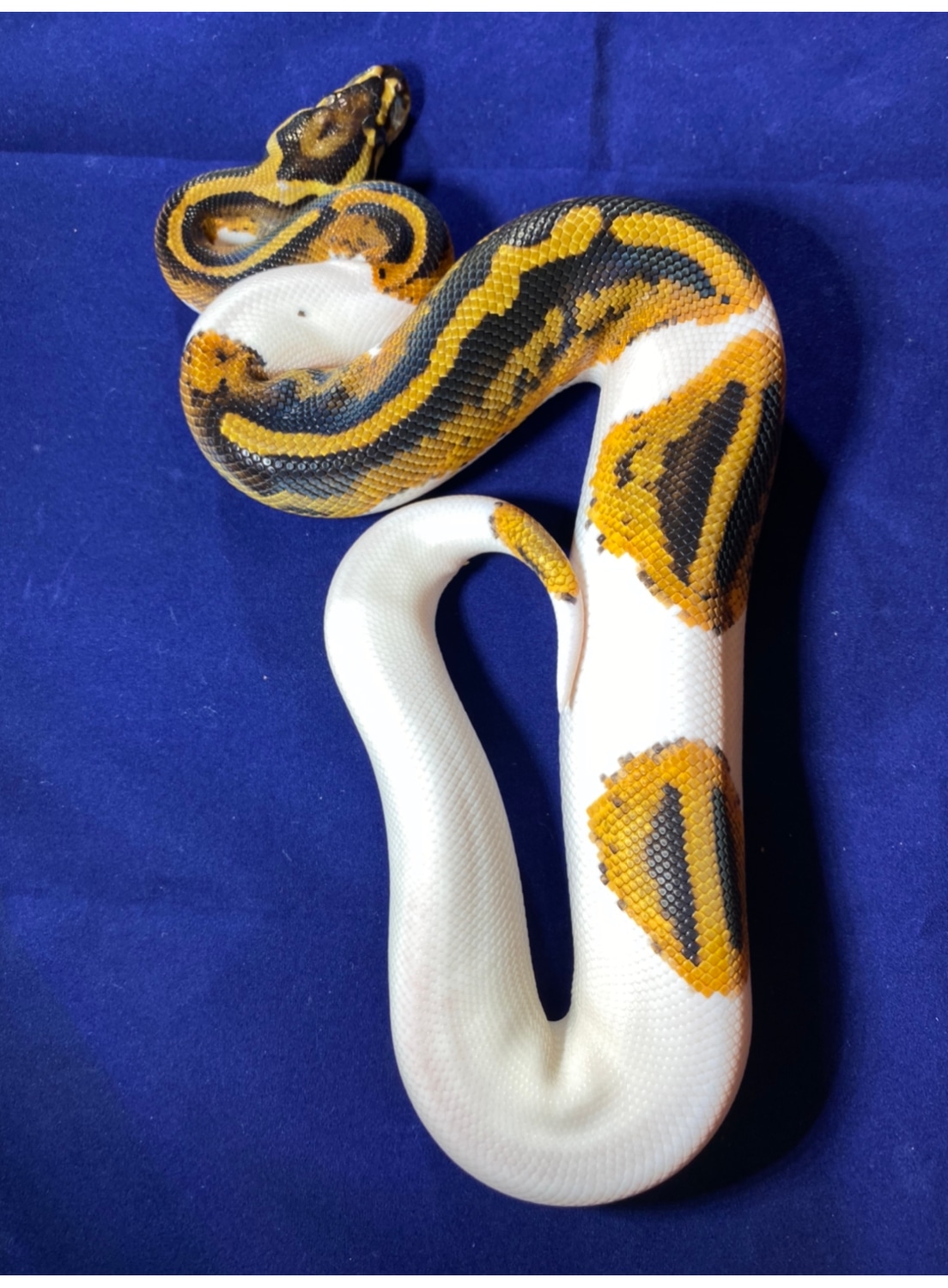 Yellow Belly Pied 50% Het Desert Ghost Poss Het Clown Ball Python by ...