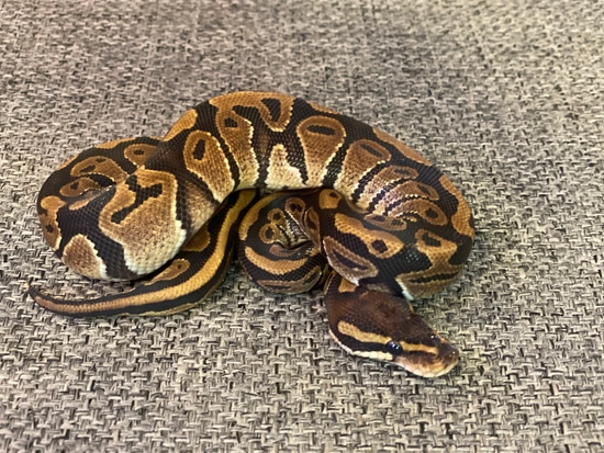 50% Het Sunset Ball Python by Gattaca Ball Pythons