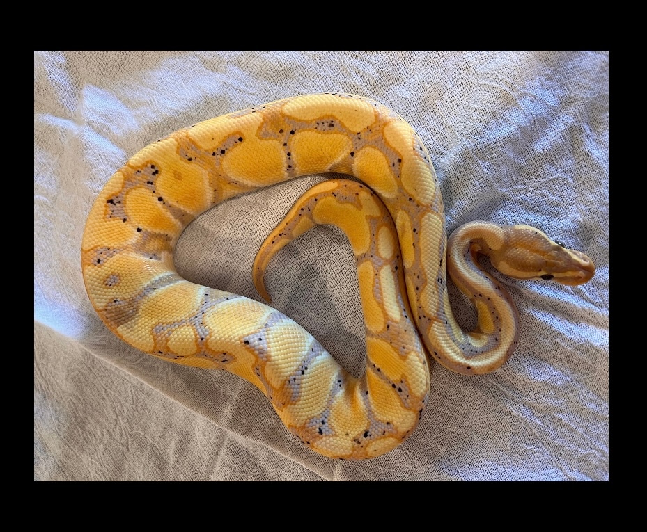 Banana Yellowbelly 💯 Het Clown Ball Python by Gattaca Ball Pythons ...