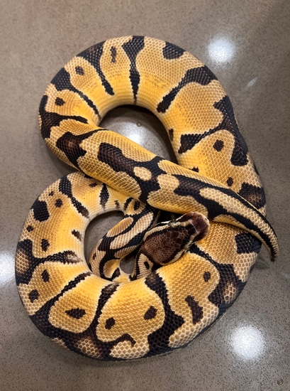 Orange Dream Pastel Het Puzzle Ball Python by Gattaca Ball Pythons