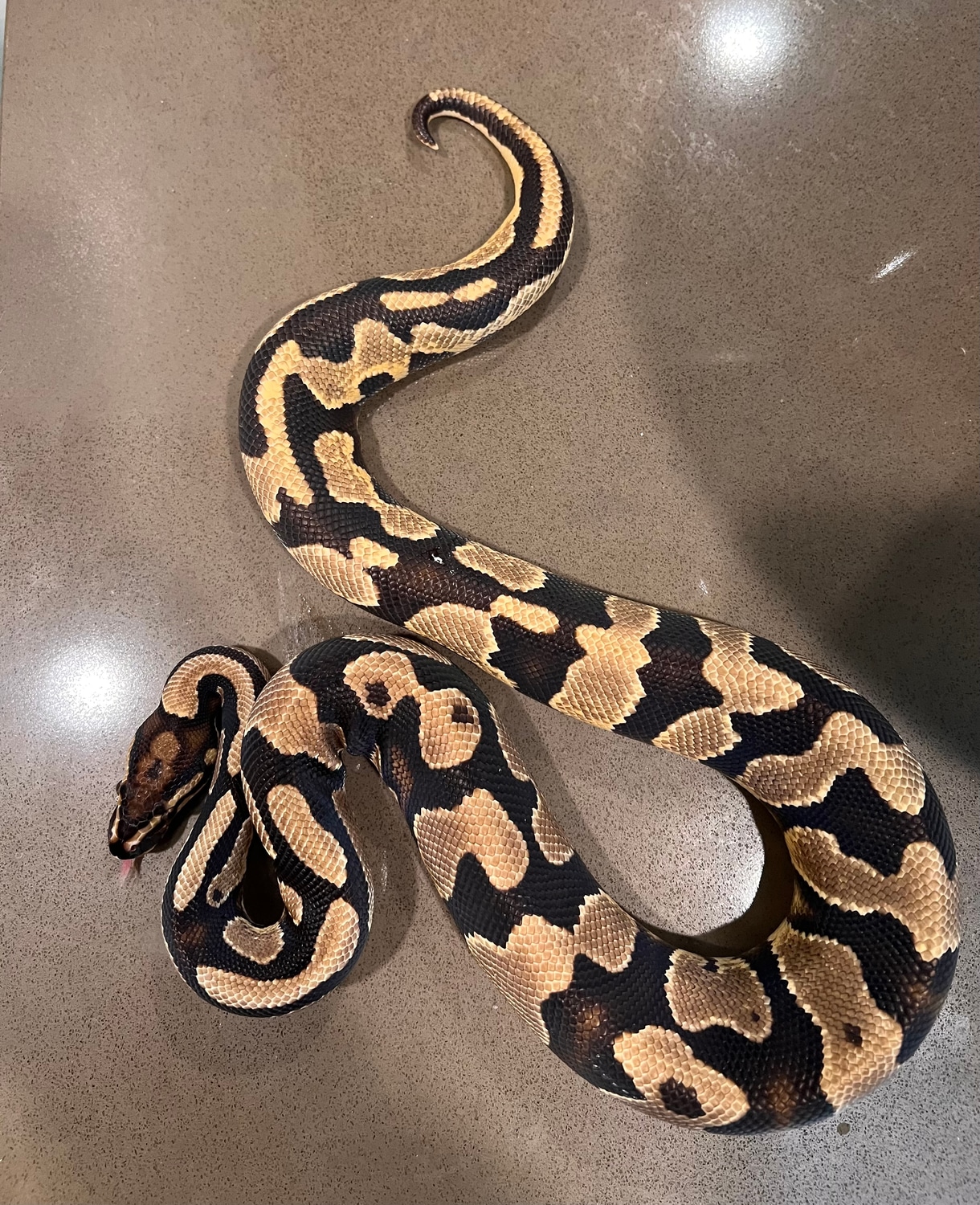 Orange Dream Yellow Belly Het Pied 50% Het Desert Ghost 50%Het Clown ...