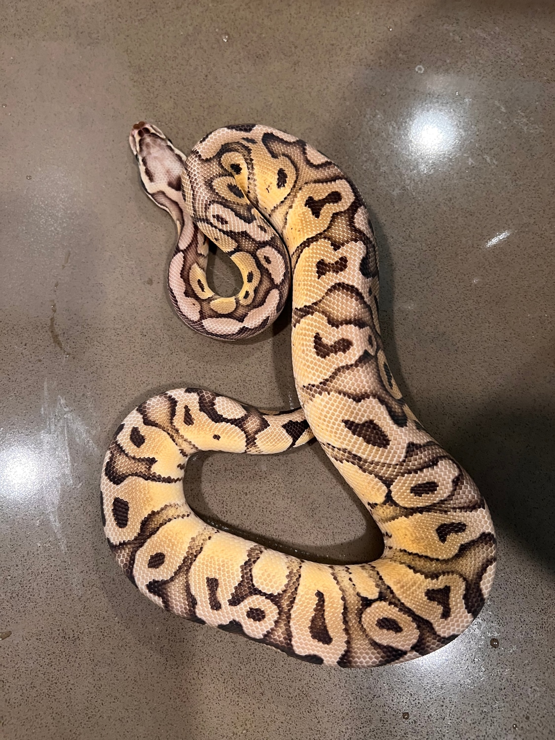 Vanilla Red Stripe 66% Het Clown Ball Python by Gattaca Ball Pythons ...