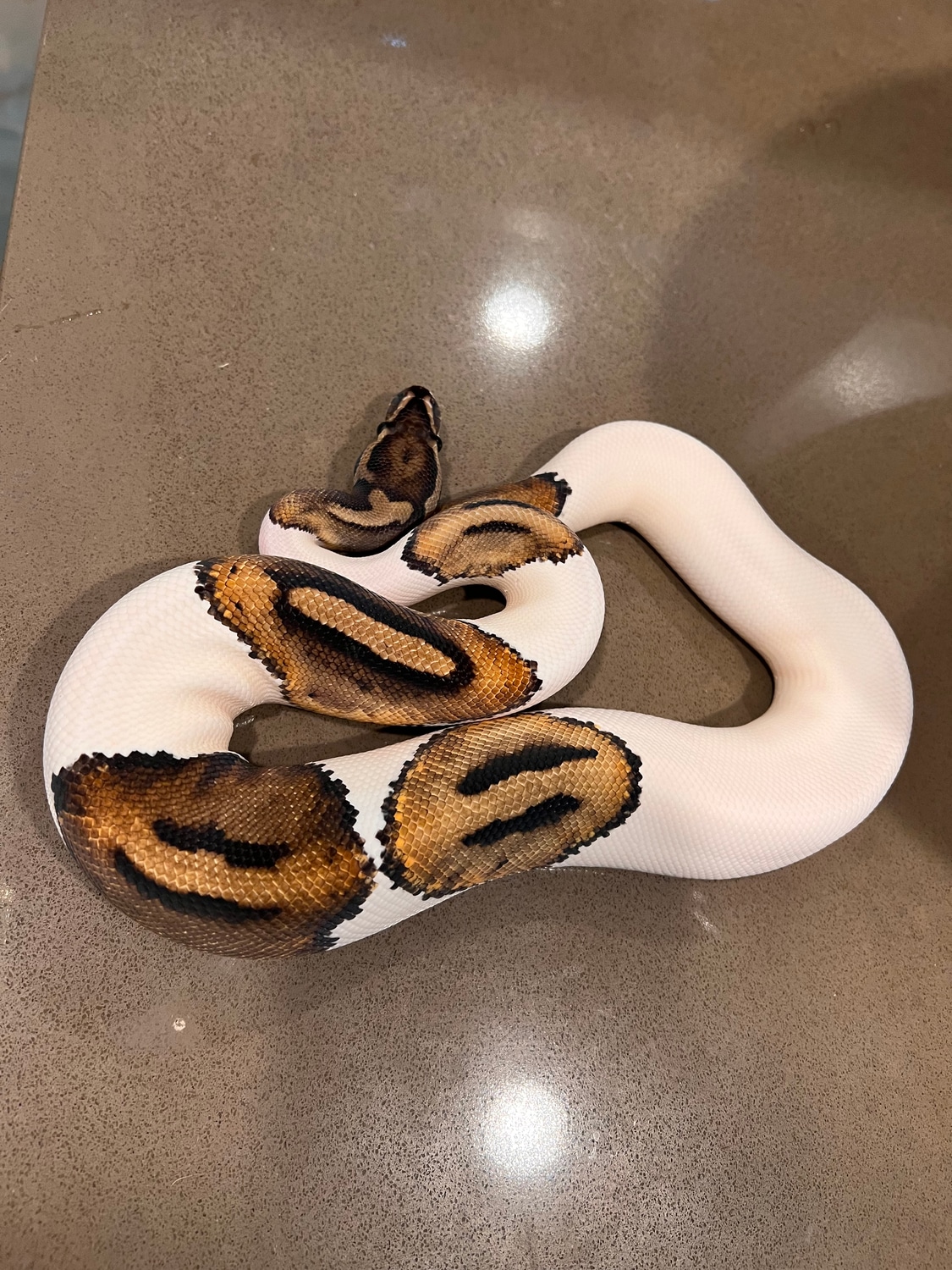 Pied 50%Het Desert Ghost 50% Het Clown Ball Python by Gattaca Ball ...