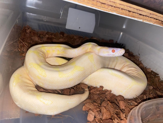 Albino Scaleless Head Spider Ball Python by Reptile Bros