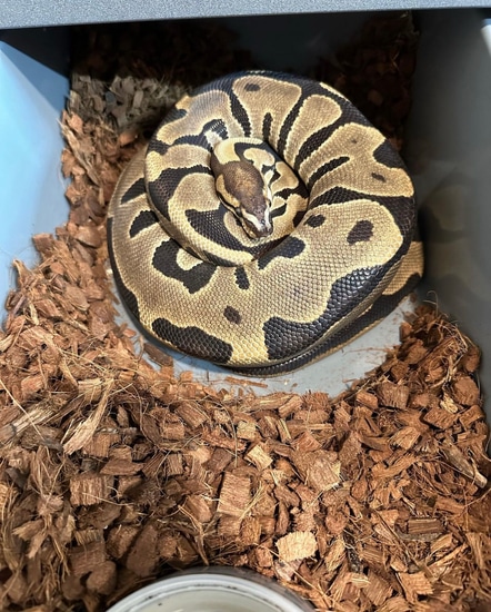 Scaleless Head Leopard HET Clown Ball Python by Reptile Bros