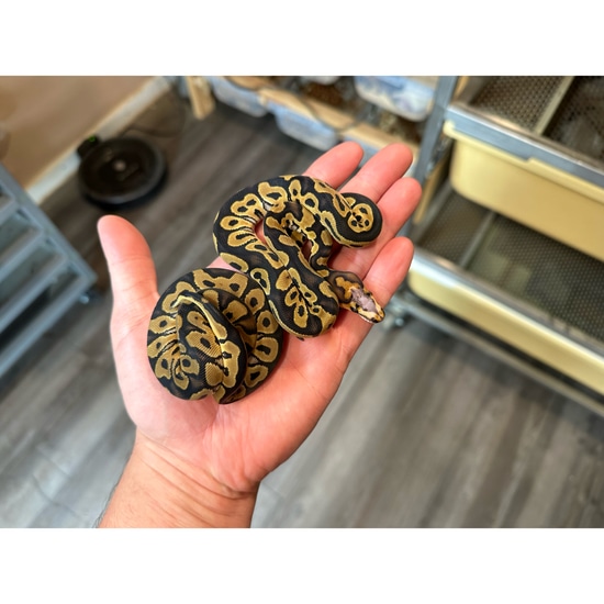 Scaleless Head Clowns Ball Python by Reptile Bros