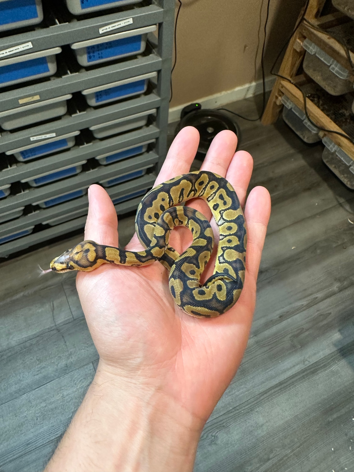 Scaleless Head Clown Ball Python by Reptile Bros - MorphMarket