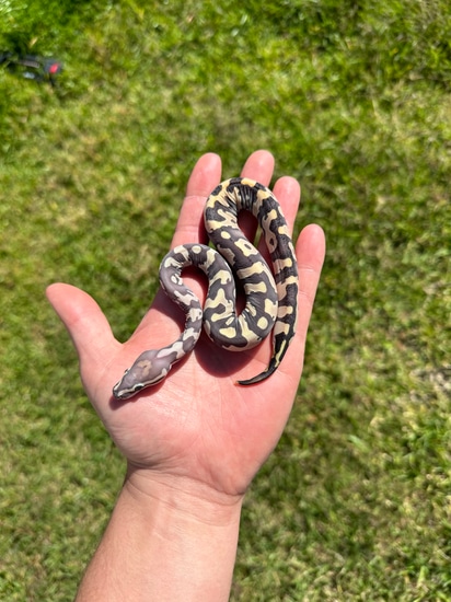 Scaleless Pos Pastel Pos Yellow Belly Het Clown Ball Python by Reptile Bros