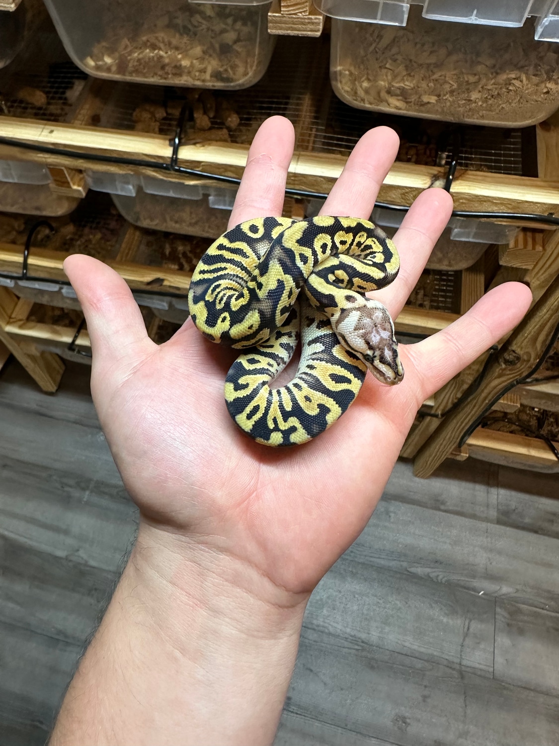 Scaleleas Head Pastel Crypton Ball Python by Reptile Bros - MorphMarket