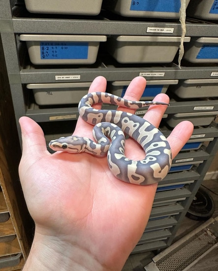 Scaleless YB Crypton Ball Python by Reptile Bros