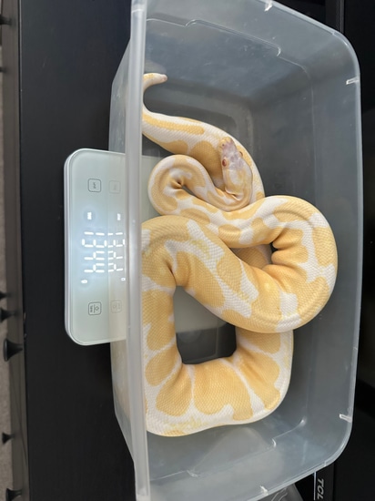 Scaleless Head Albino Ball Python by Reptile Bros