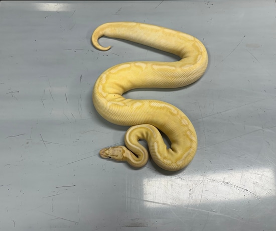 Pastel Enchi Banana Super Asphalt Ball Python by Reptile Bros