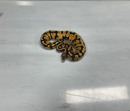 Scaleless Head Pastel ( POS OD ) Het Clown 3/3 Ball Python by Reptile Bros