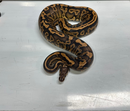 Confusion YB Black Pastel Ball Python by Reptile Bros