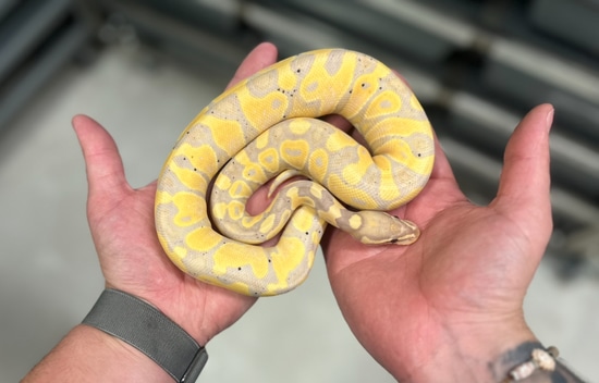 Banana Het Monsoon ( 542 GRAMS ) Ball Python by Reptile Bros