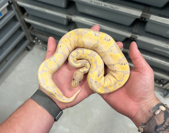 Banana Het Monsoon Ball Python by Reptile Bros